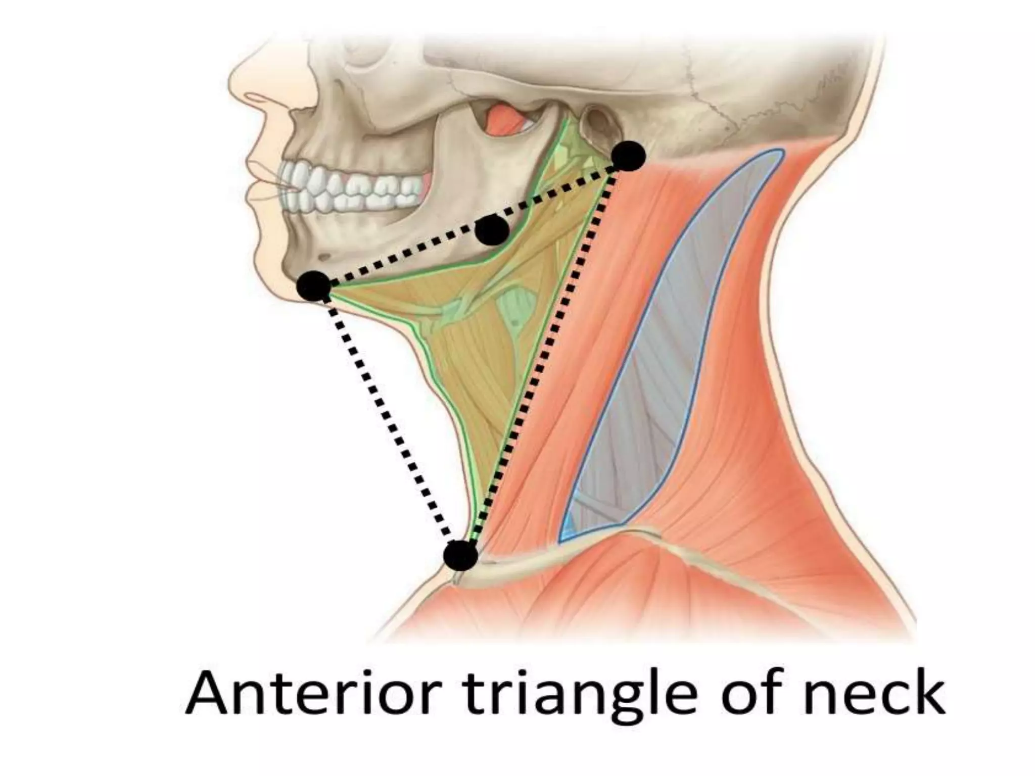 anterior triangle of neck.pptx
