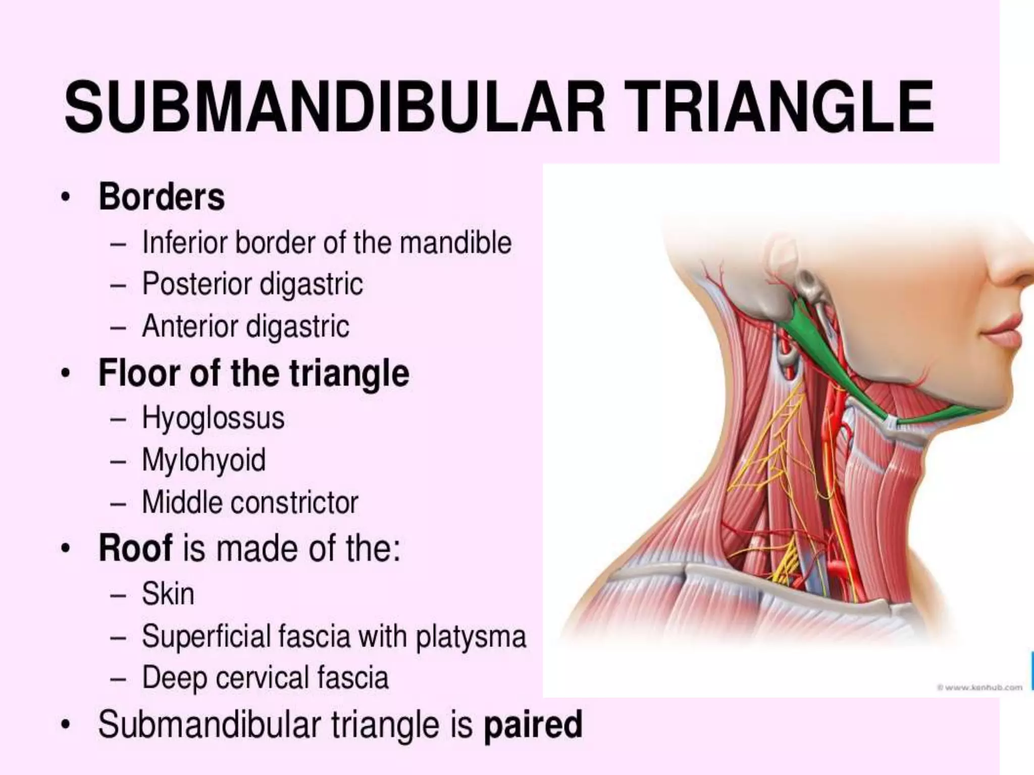 anterior triangle of neck.pptx