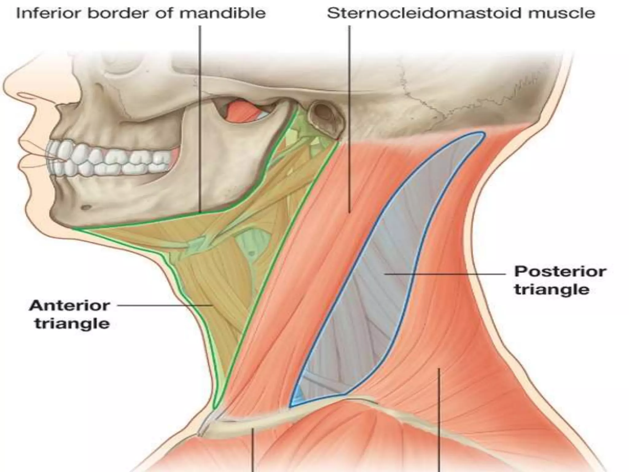 anterior triangle of neck.pptx