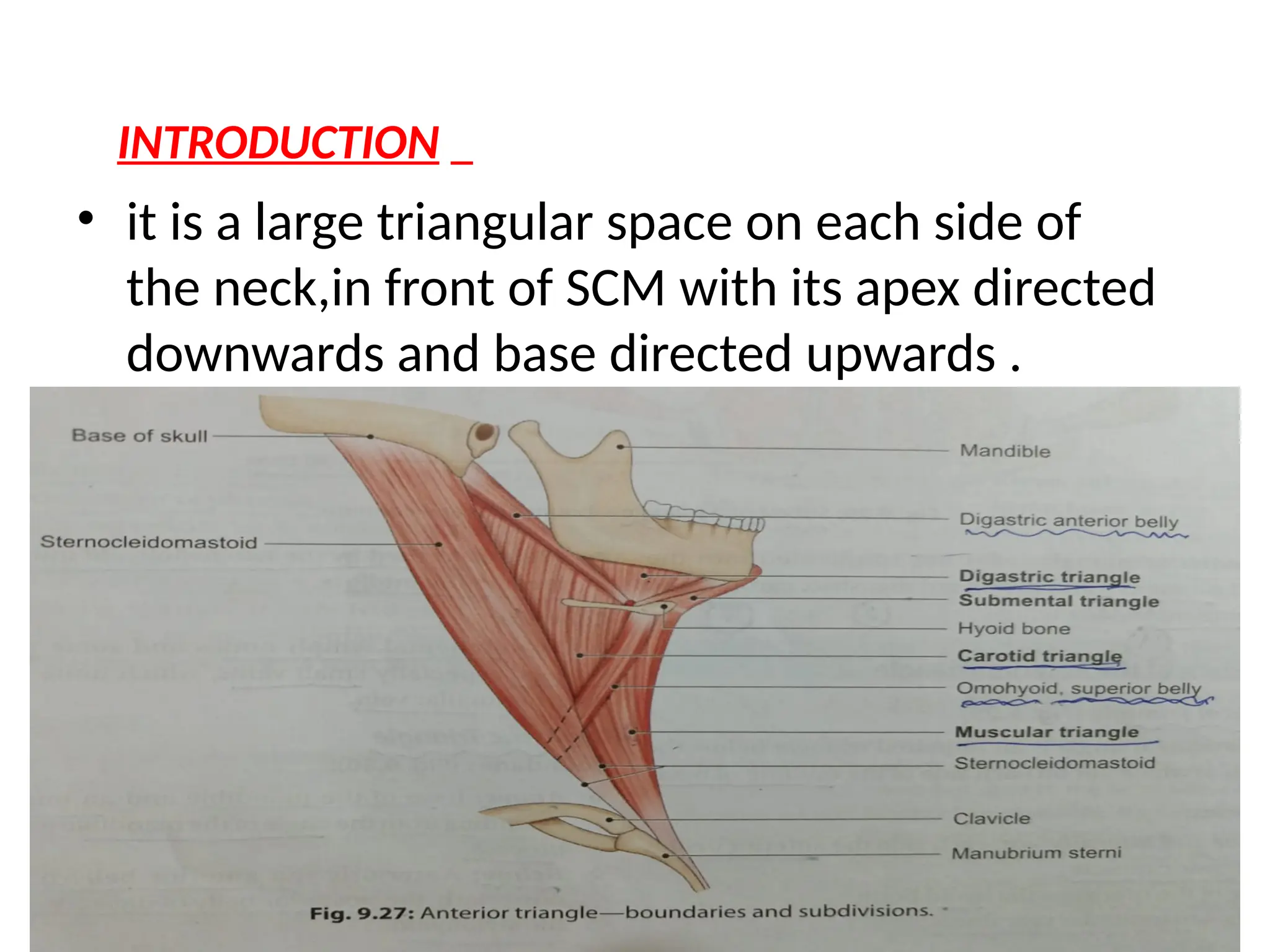 ANTERIOR TRIANGLE OF NECK, by Dr SUBHASMITA JENA | PPTX
