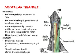 ANTERIOR TRIANGLE OF NECK, by Dr SUBHASMITA JENA | PPTX