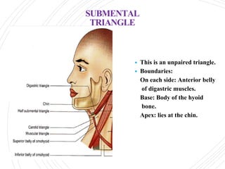 Comprehensive Anatomy and Clinical Insights of the Anterior Triangle of ...