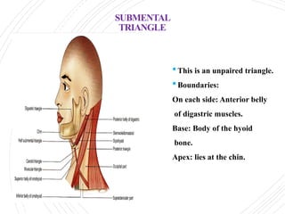 anatomy of Anterior triangle of Neck.pptx