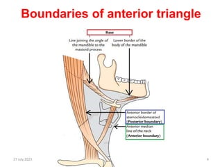Anterior triangle of neck - Copy.pptx