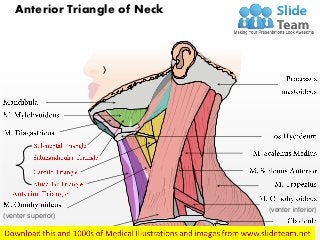 Triangles Of Neck