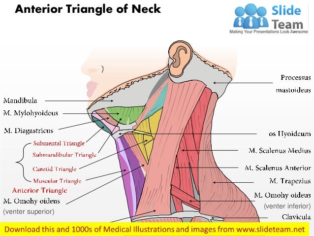 Anterior triangle of neck medical images for power point