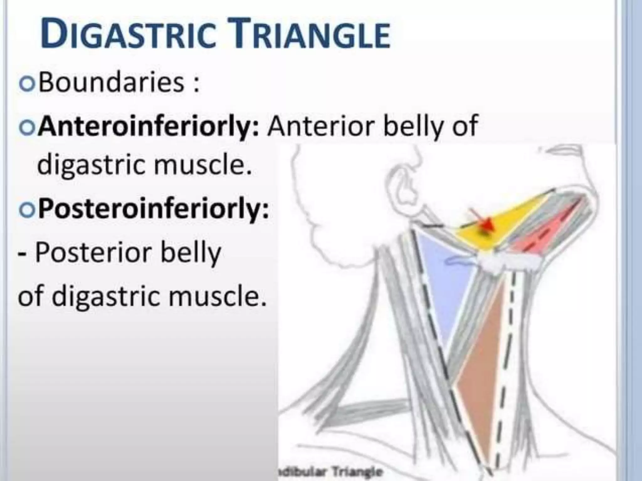 anterior triangle of neck supra and infra hoid muscle.pptx