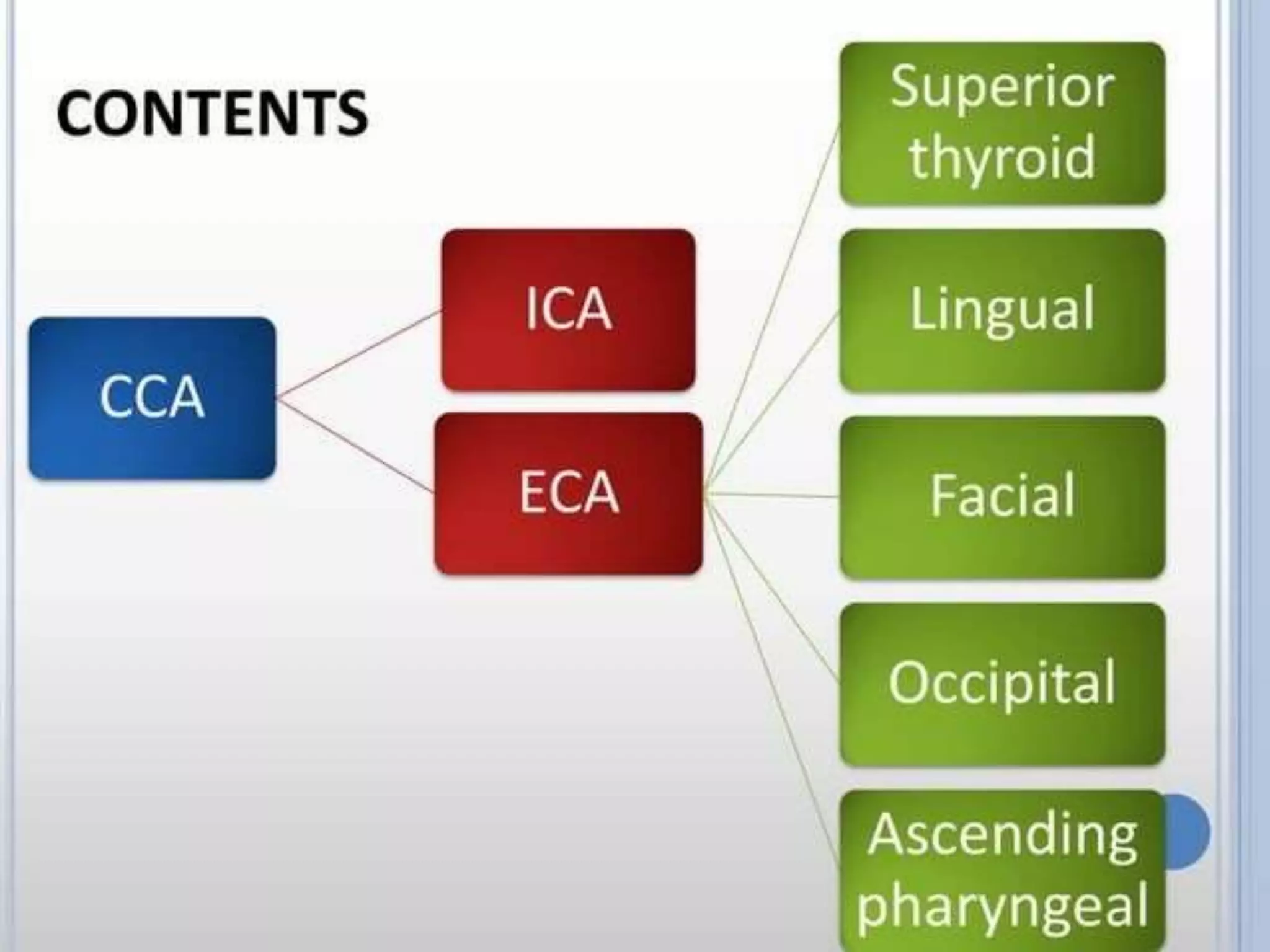 anterior triangle of neck supra and infra hoid muscle.pptx