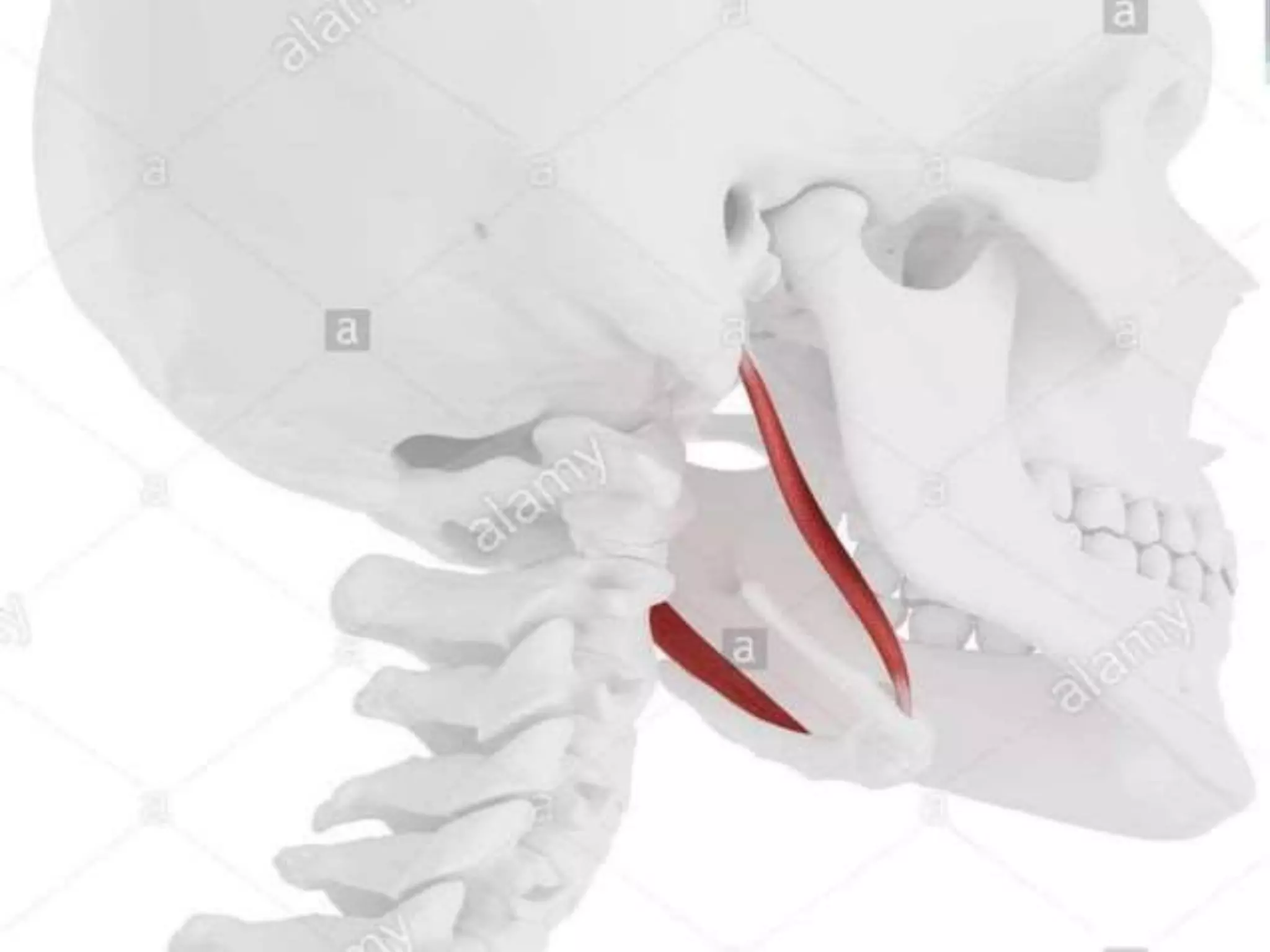 anterior triangle of neck supra and infra hoid muscle.pptx