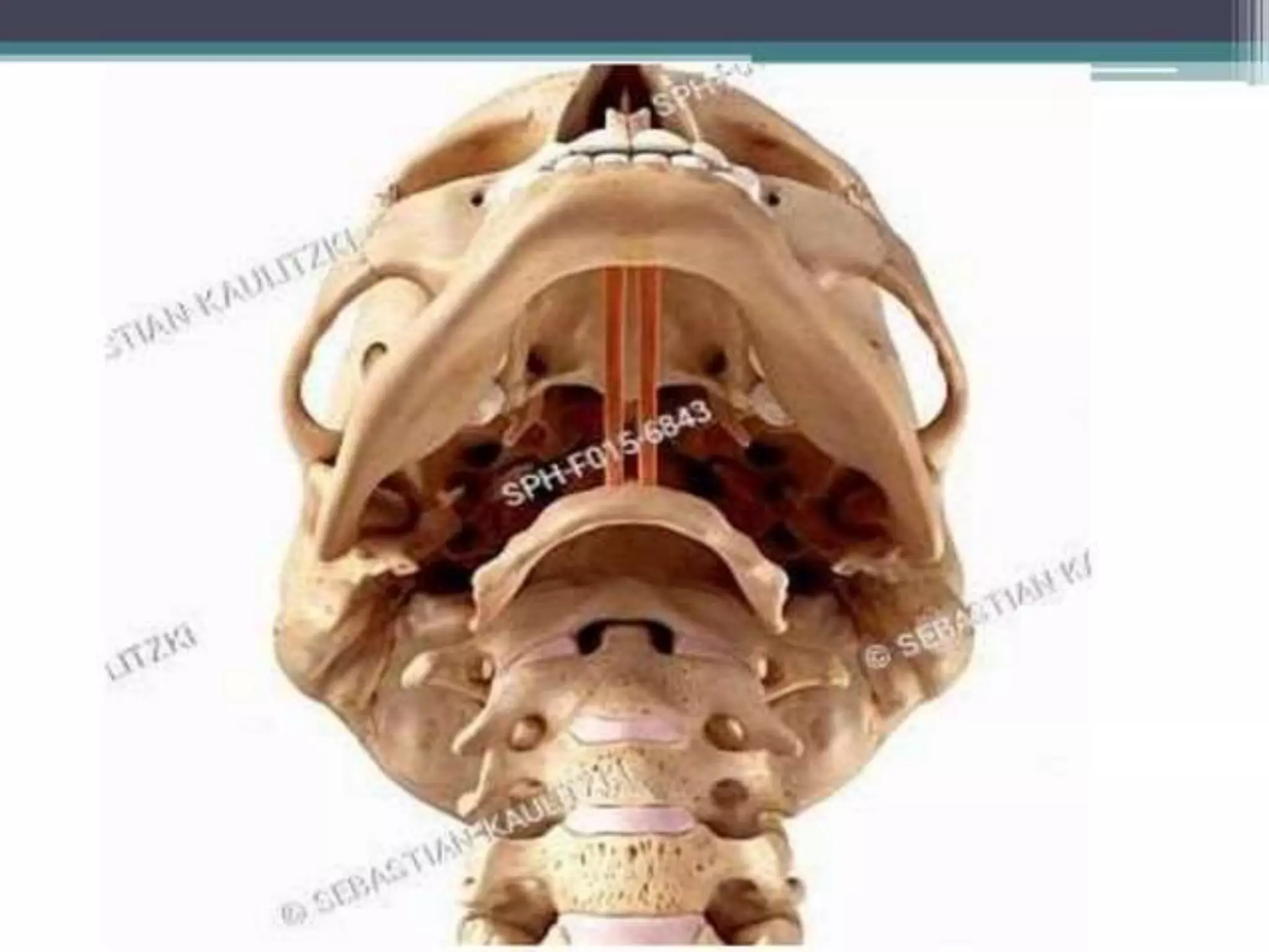 anterior triangle of neck supra and infra hoid muscle.pptx