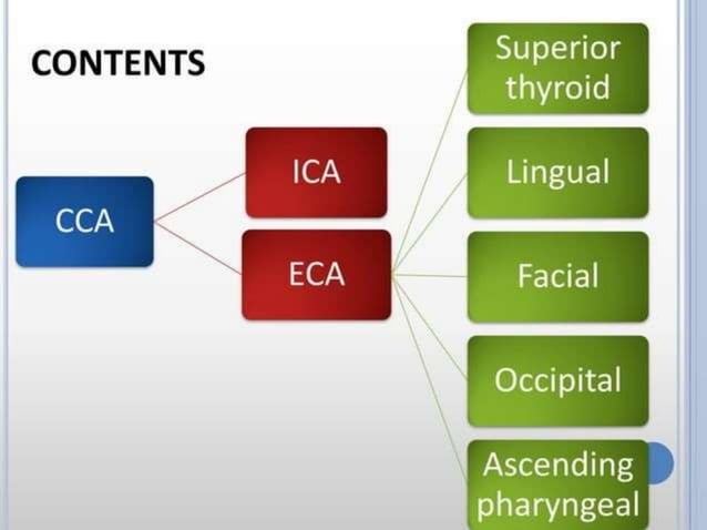 anterior triangle of neck supra and infra hoid muscle.pptx