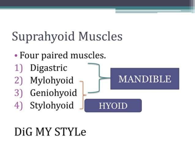 anterior triangle of neck supra and infra hoid muscle.pptx