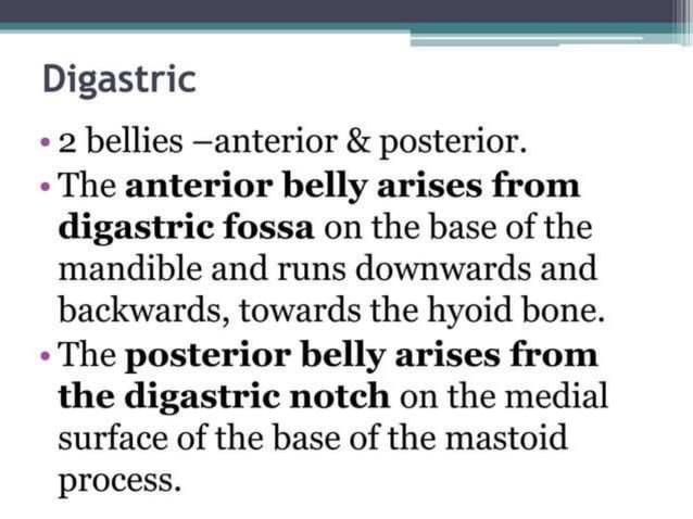 anterior triangle of neck supra and infra hoid muscle.pptx