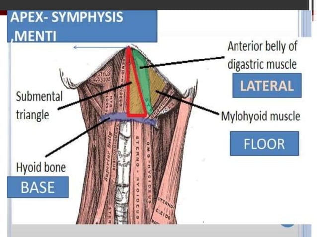 anterior triangle of neck supra and infra hoid muscle.pptx