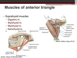 anterior triangle of neck supra and infra hoid muscle.pptx