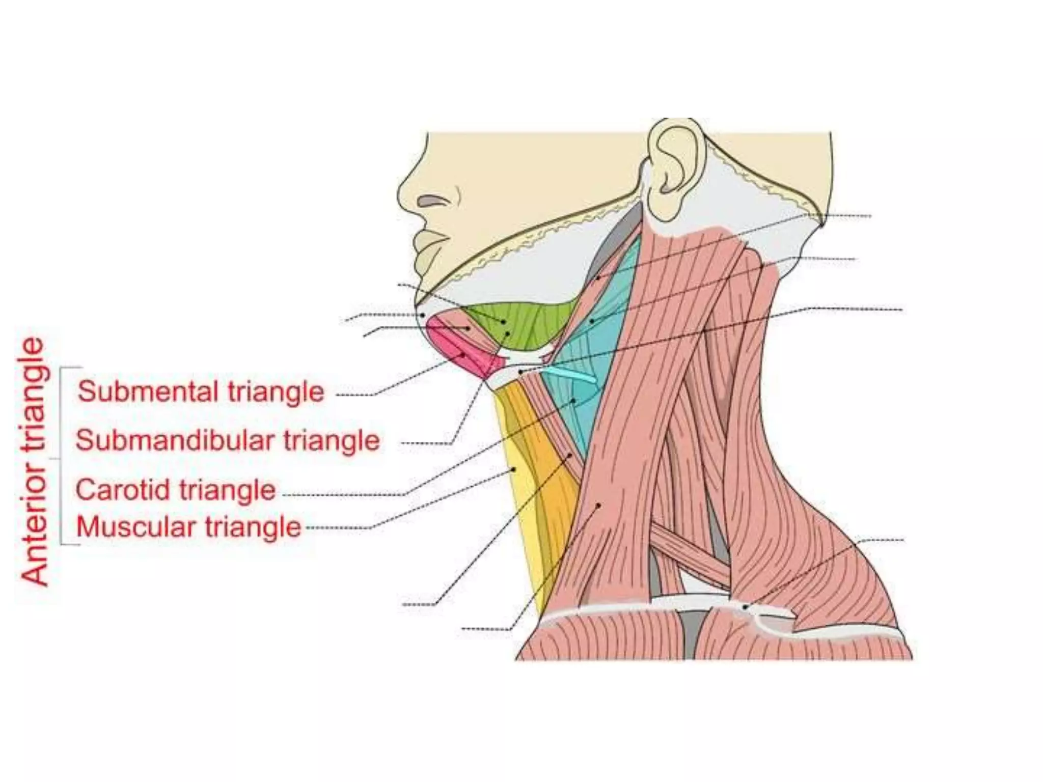 Anterior triangle of the neck | PPTX