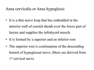 Anterior triangle of the neck | PPTX