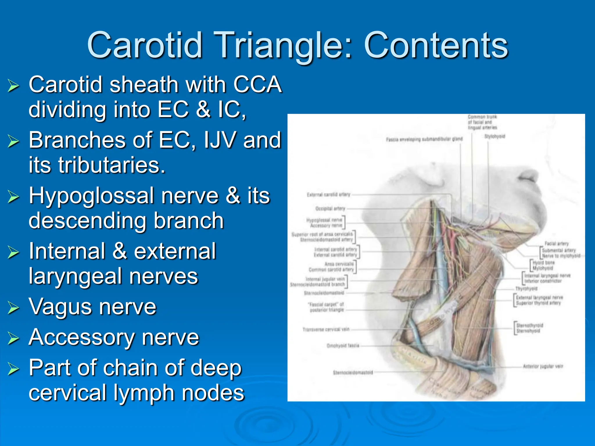 Anterior Triangle of the Neck.ppt tobegones | PPT