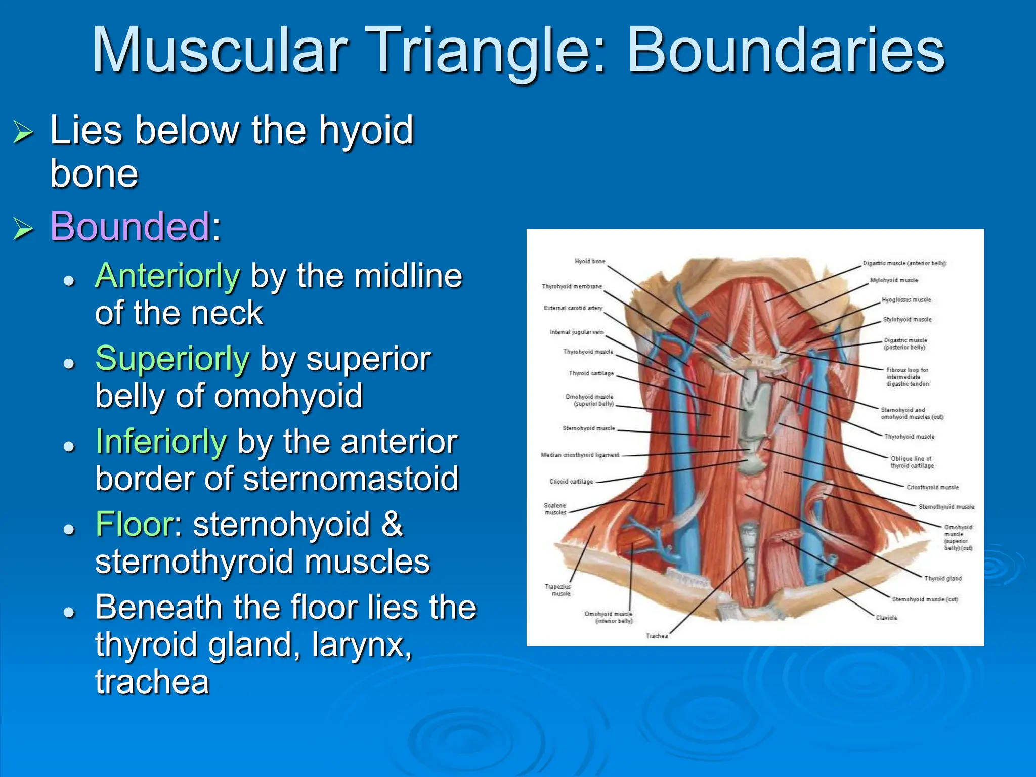 Anterior Triangle of the Neck.ppt tobegones | PPT