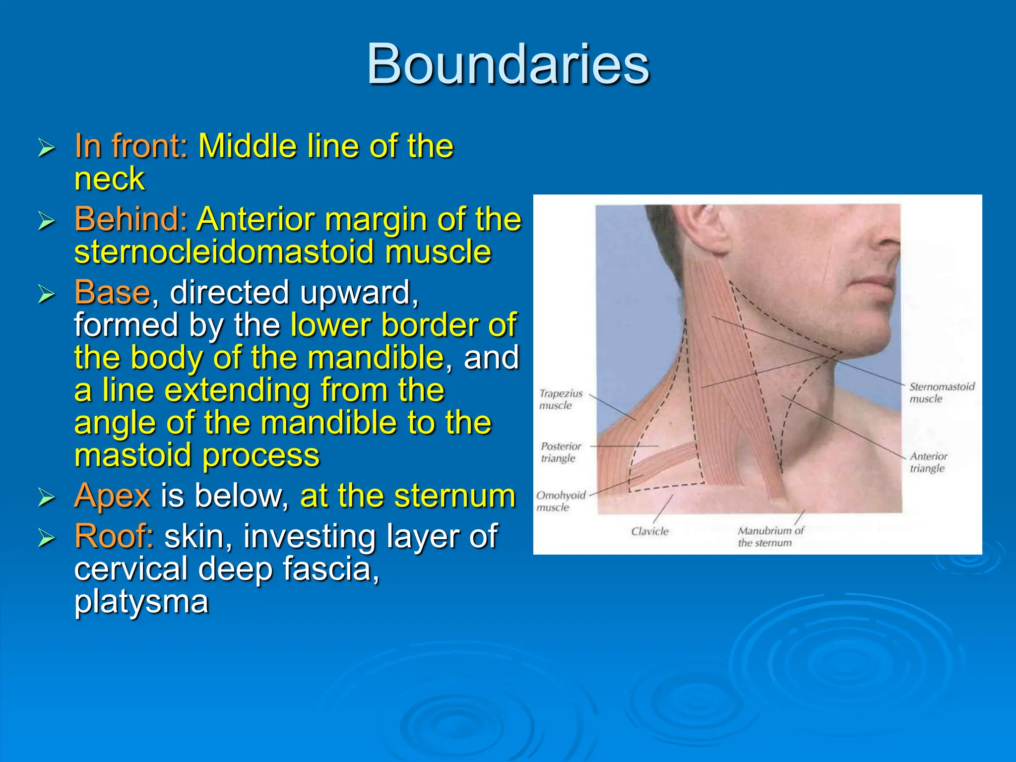 Anterior Triangle of the Neck.ppt tobegones | PPT