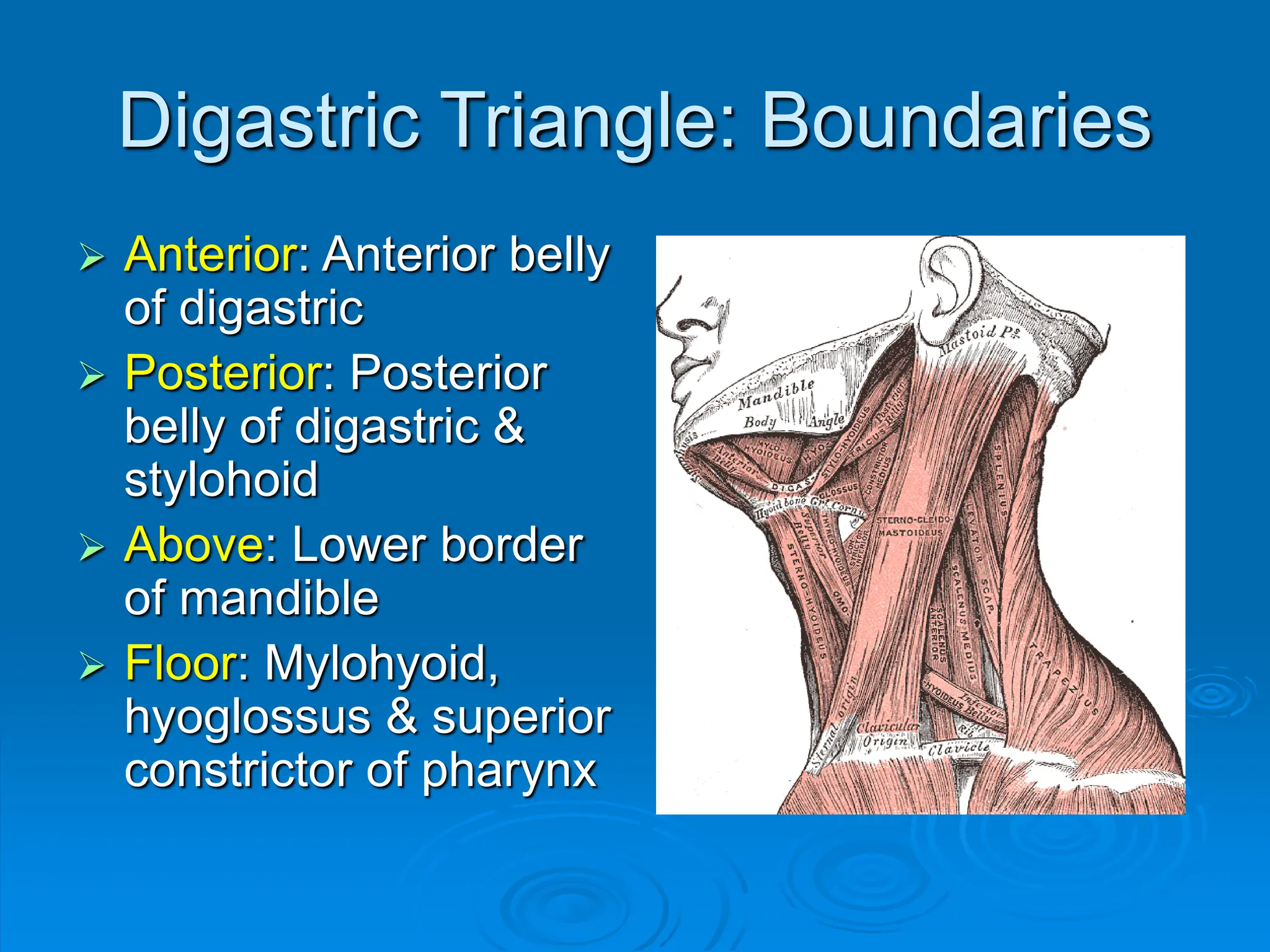 Anterior Triangle of the Neck.ppt tobegones | PPT