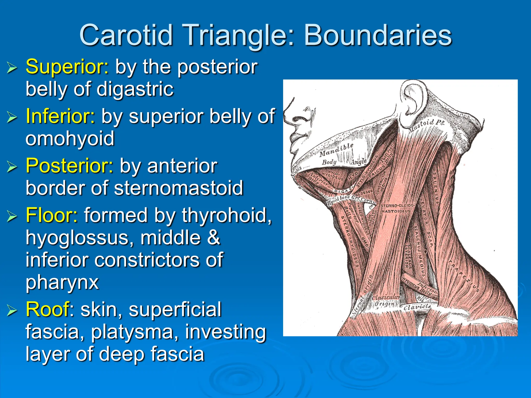 Anterior Triangle of the Neck.ppt tobegones | PPT