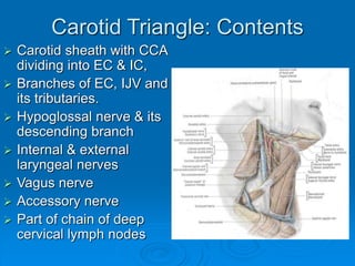 Anterior Triangle of the Neck.ppt tobegones | PPT
