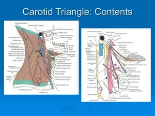 Anterior Triangle of the Neck.ppt tobegones | PPT
