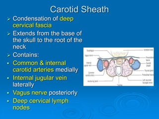 Anterior Triangle of the Neck.ppt tobegones | PPT