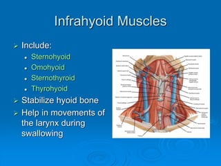 Anterior Triangle of the Neck.ppt tobegones | PPT