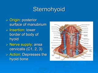 Anterior Triangle of the Neck.ppt tobegones | PPT