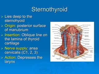 Anterior Triangle of the Neck.ppt tobegones | PPT