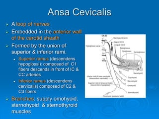 Anterior Triangle of the Neck.ppt tobegones | PPT