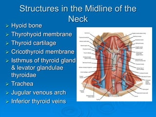 Anterior Triangle of the Neck.ppt tobegones | PPT