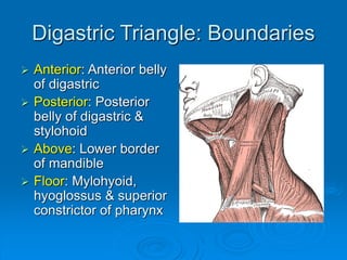 Anterior Triangle of the Neck.ppt tobegones | PPT