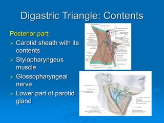 Anterior Triangle of the Neck.ppt tobegones | PPT