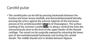 Anterior triangle of the neck.pptx112233 | PPTX