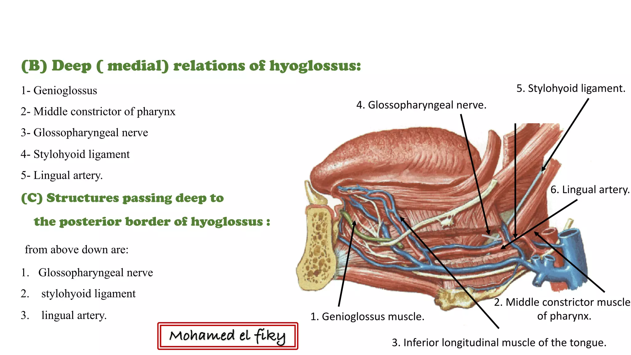 Anterior triangle part 2 | PDF