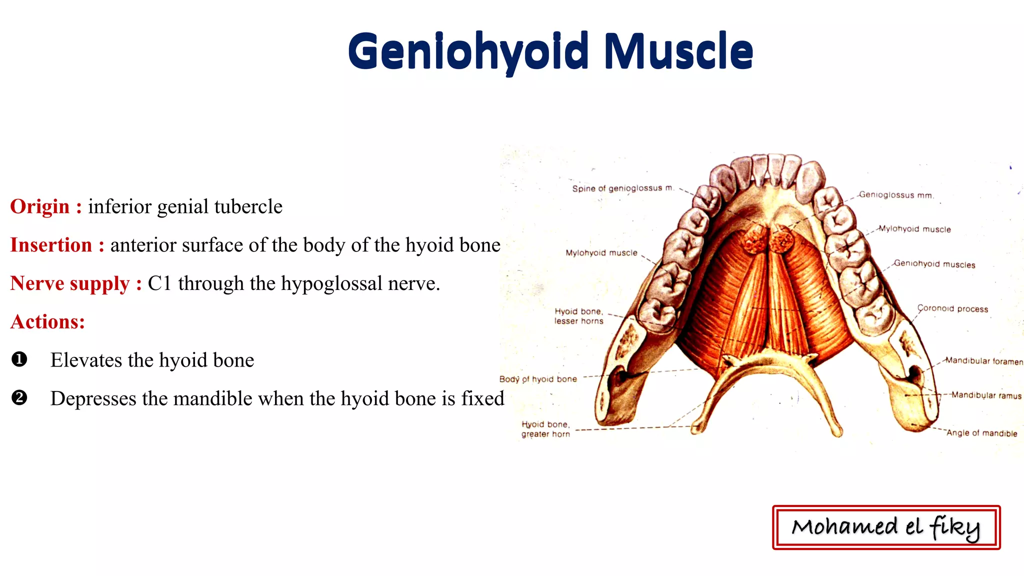 Anterior triangle part 2 | PDF
