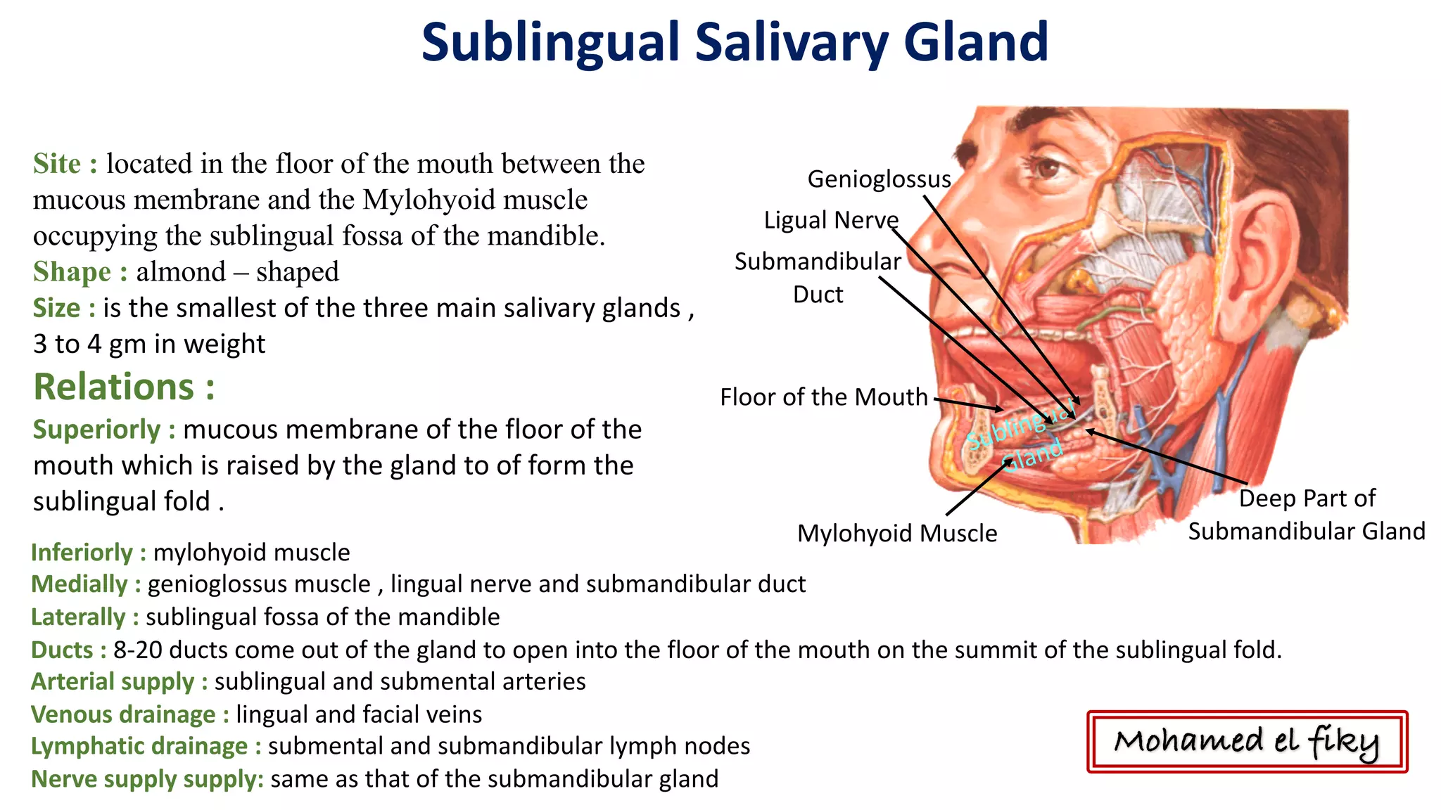Anterior triangle part 2 | PDF