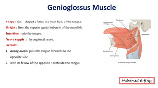 Anterior triangle part 2 | PPT