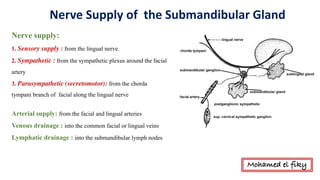 Anterior triangle part 2 | PDF