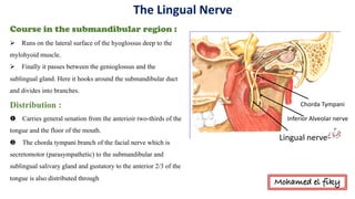 Anterior triangle part 2 | PPT