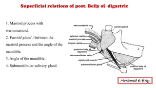 Anterior triangle part 2 | PDF