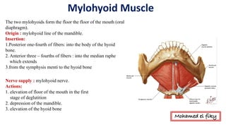 Anterior triangle part 2 | PPT