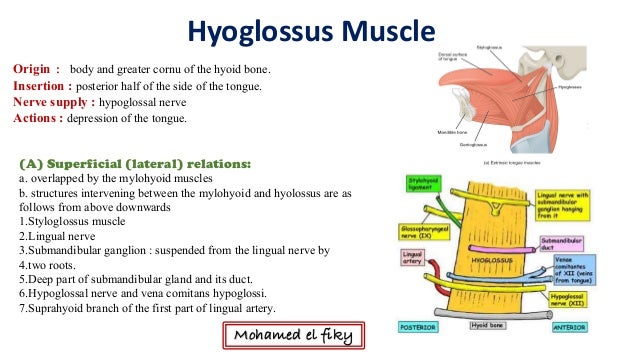 Anterior triangle part 2