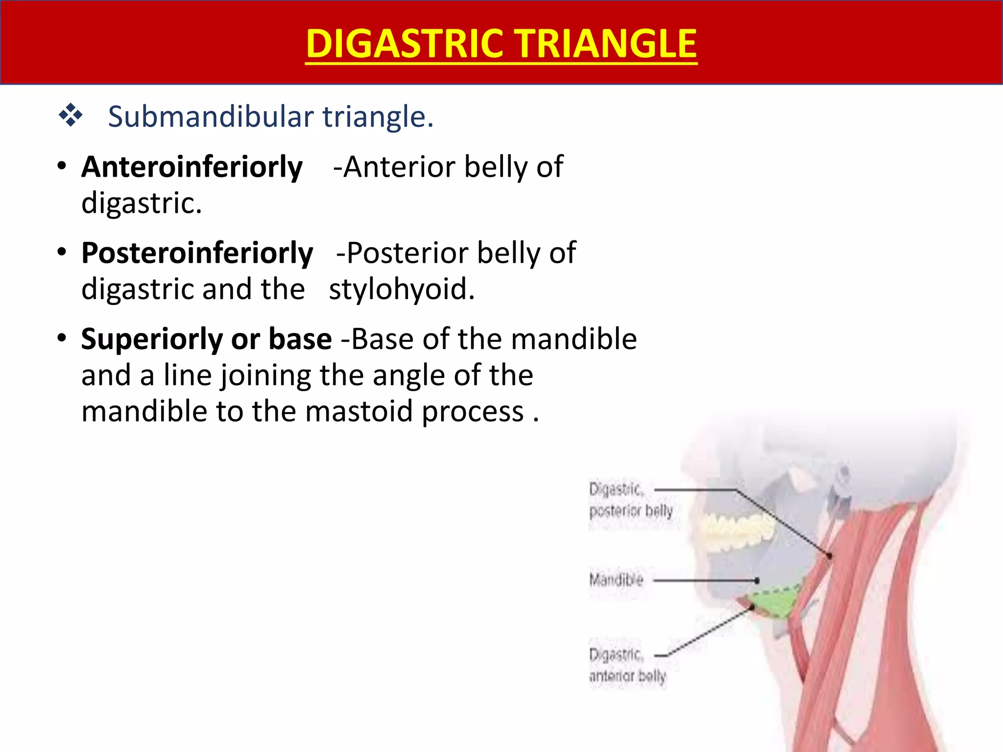 TRIANGLES OF NECK | PDF