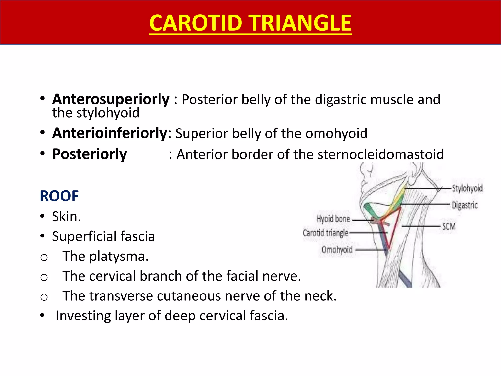TRIANGLES OF NECK | PDF