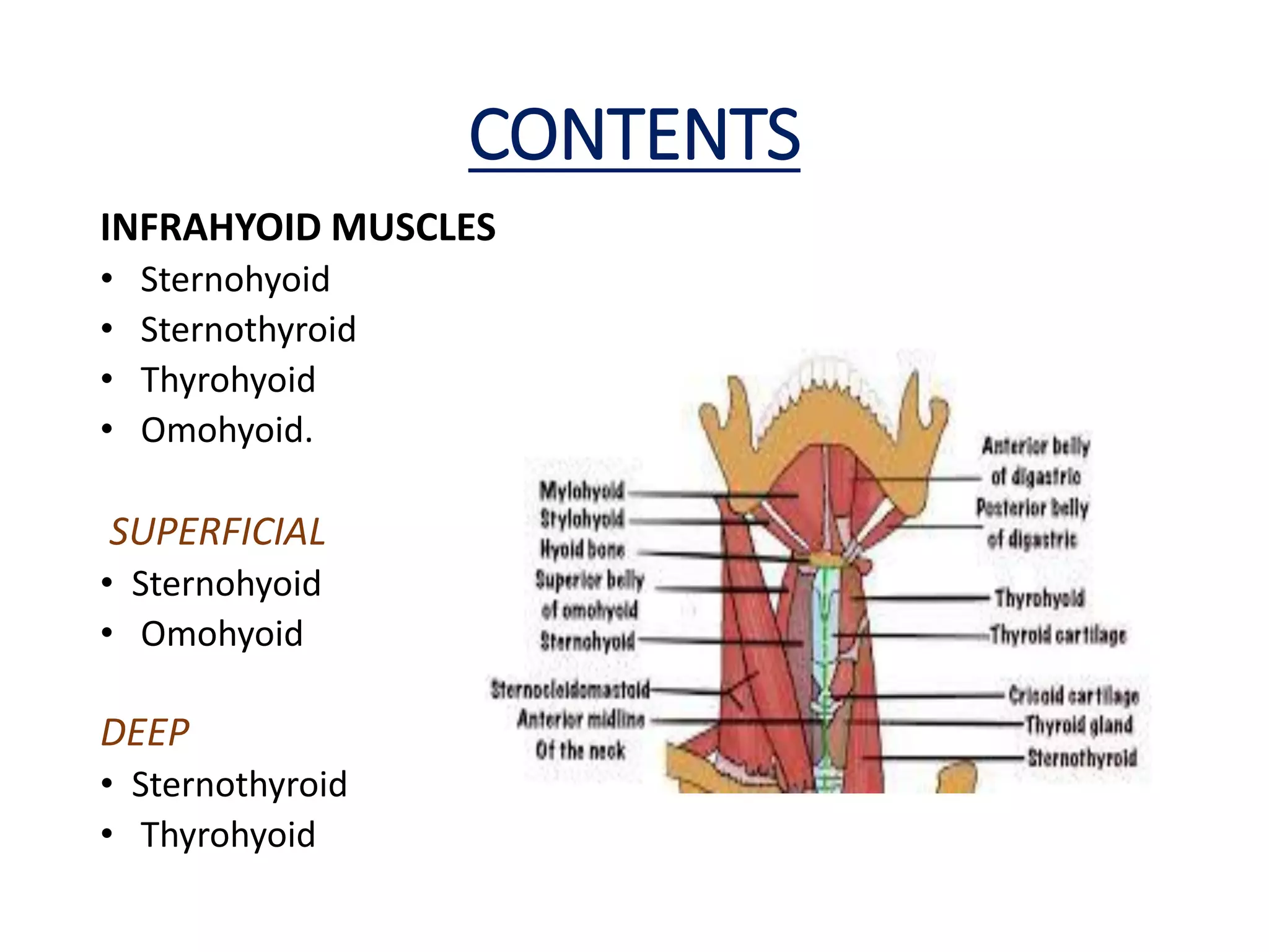 TRIANGLES OF NECK | PDF