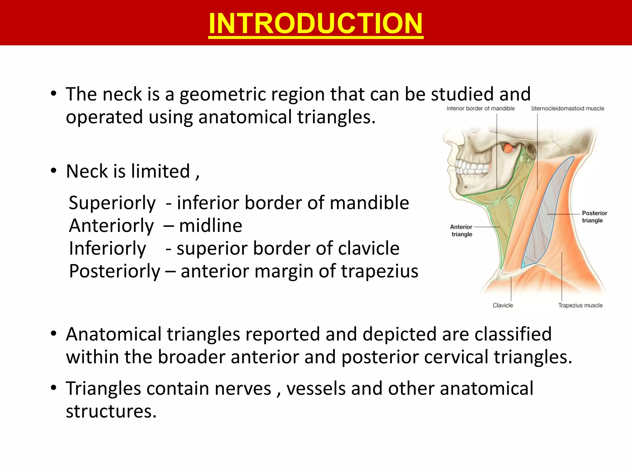 TRIANGLES OF NECK | PDF